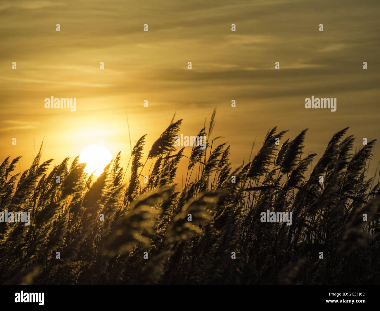 Reed field sunset hi-res stock photography and images - Alamy