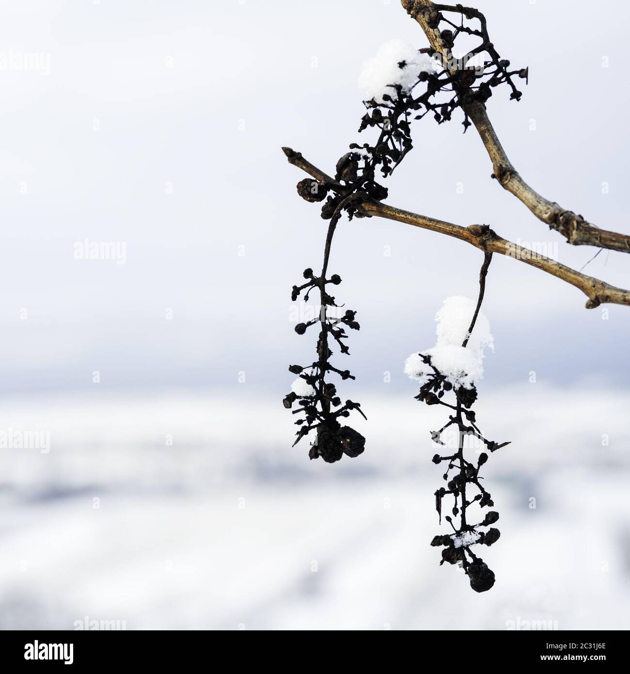 Grapes at a vineyard in winter in burgenland Stock Photo - Alamy