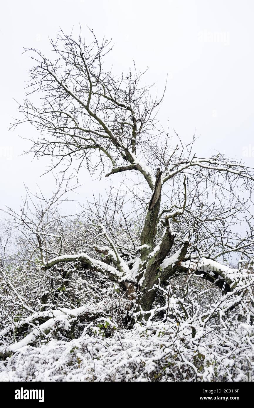 Old cherry tree hi-res stock photography and images - Alamy