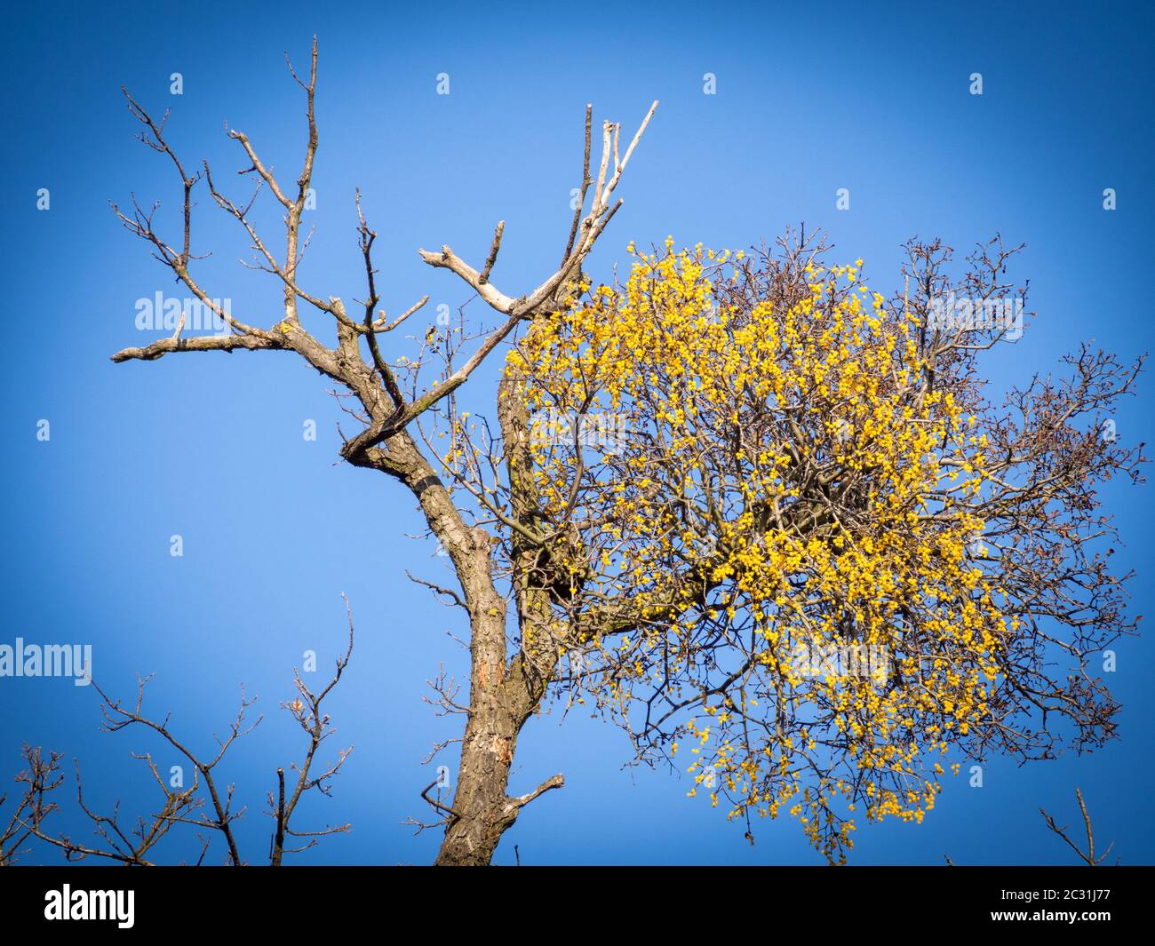 Mistle tree hi-res stock photography and images - Alamy