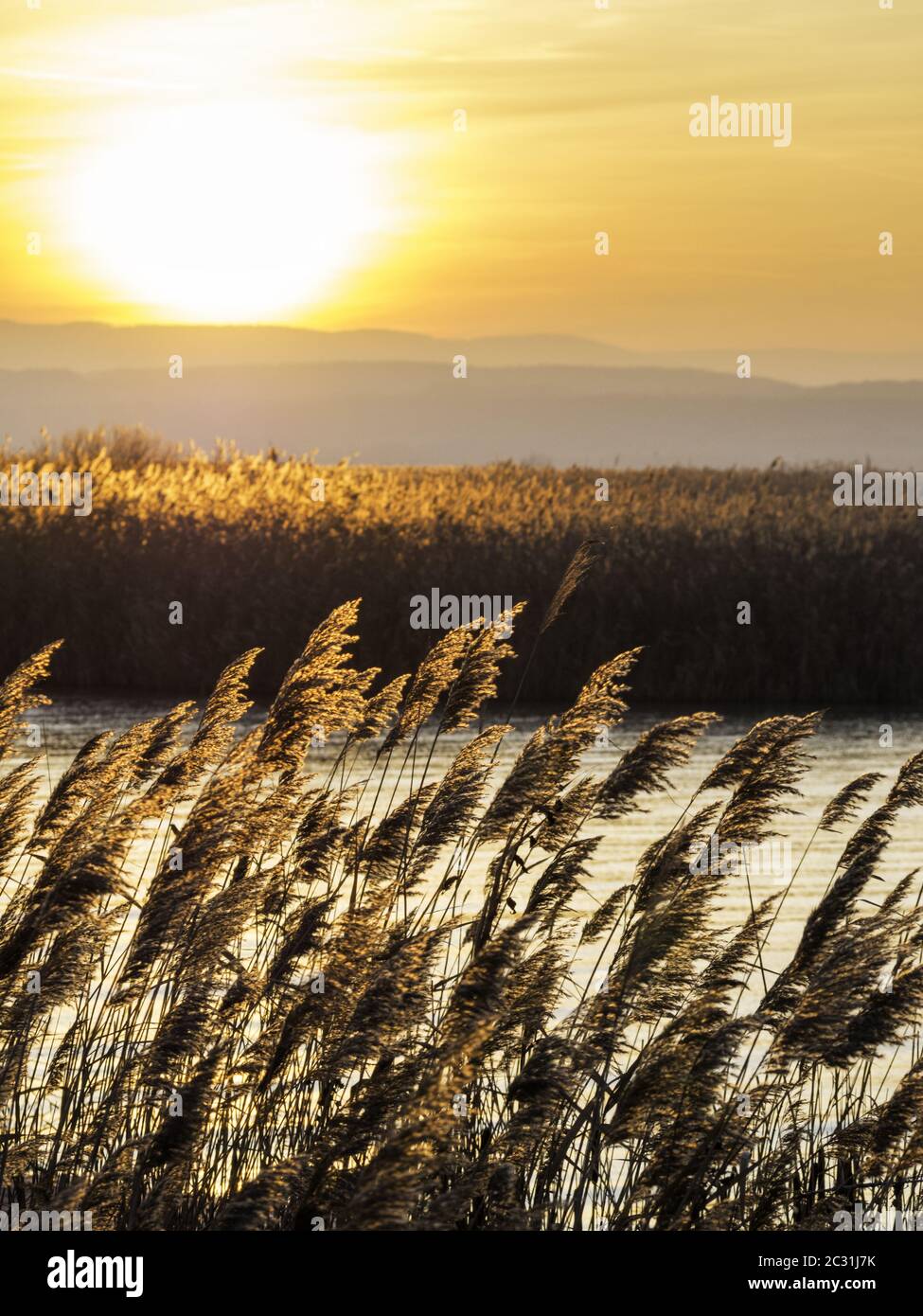 Reed field sunset hi-res stock photography and images - Alamy