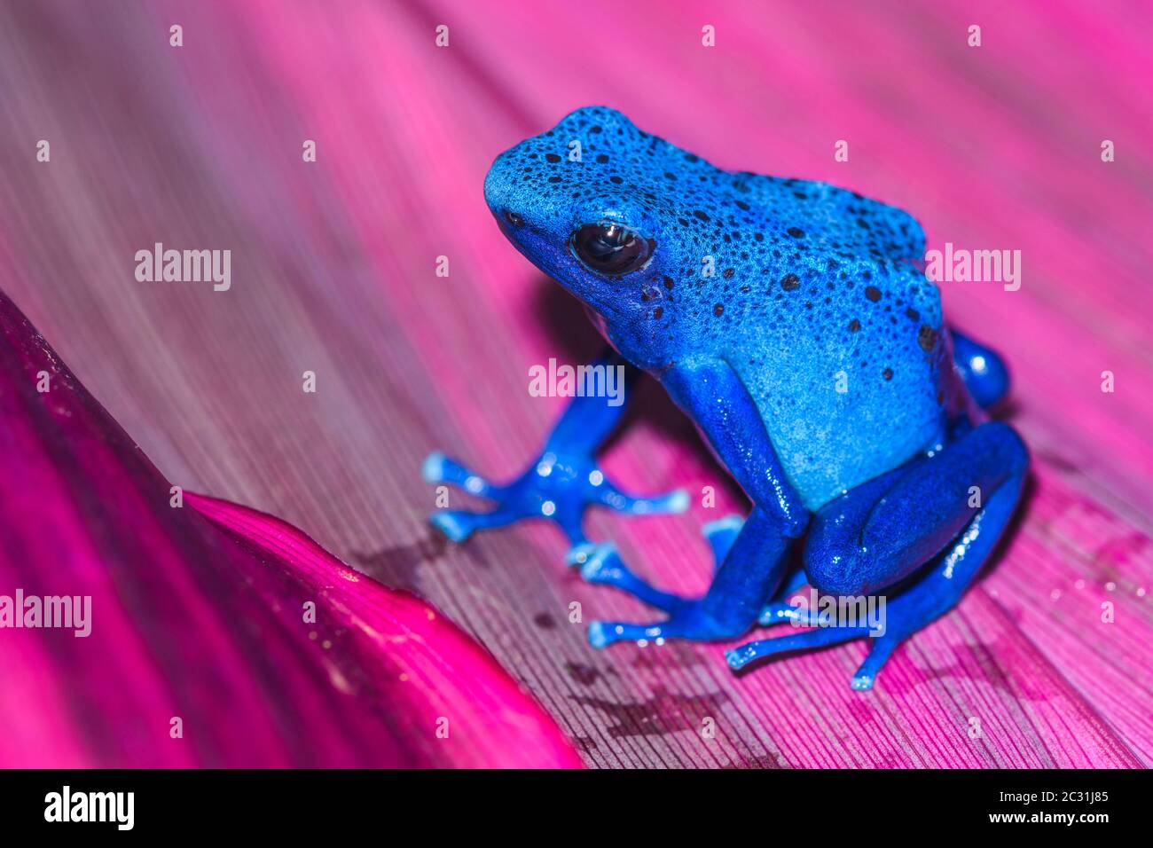 Poison Dart Frog Pink