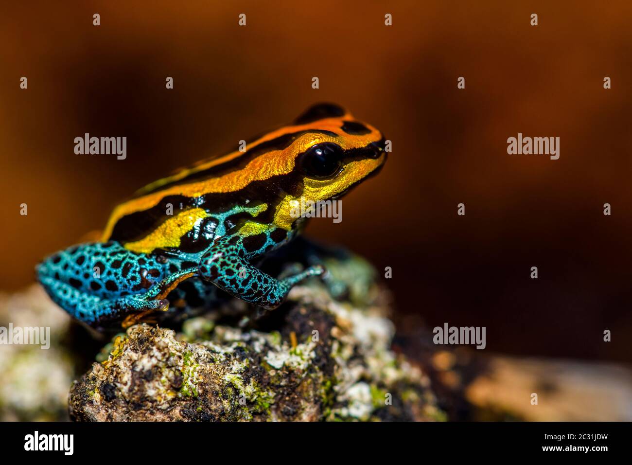Splash back poison frog ranitomeya variabilis hi-res stock photography ...