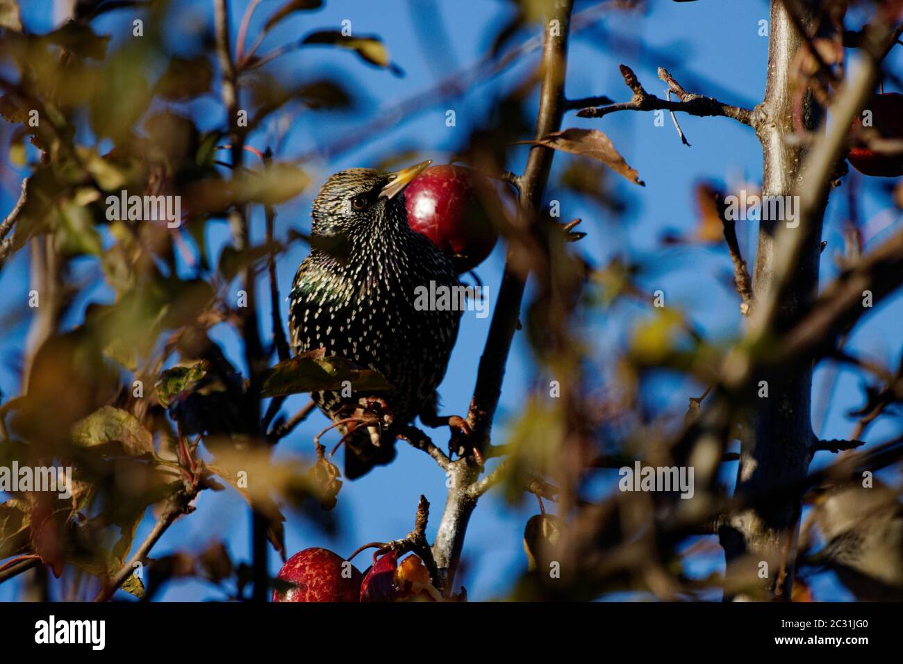 Short tails hi-res stock photography and images - Alamy