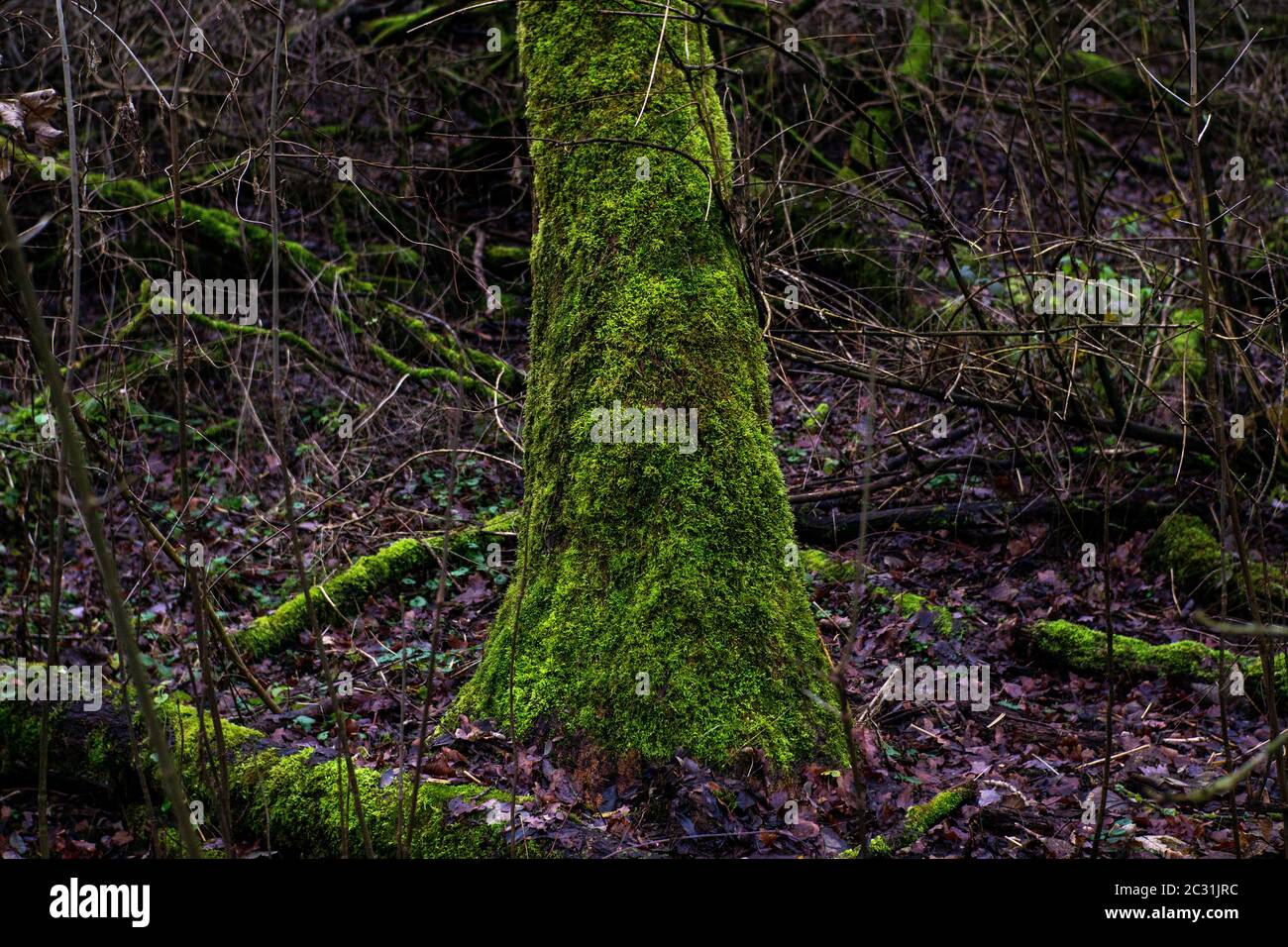Mossy tree trunks in a dark mystic forest in Germany (Am Kühkopf ...