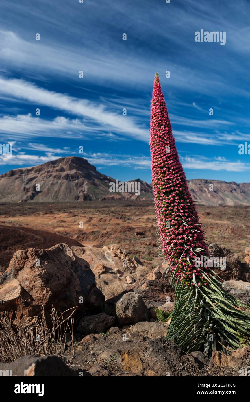 Tajinaste flower tenerife island hi-res stock photography and images ...