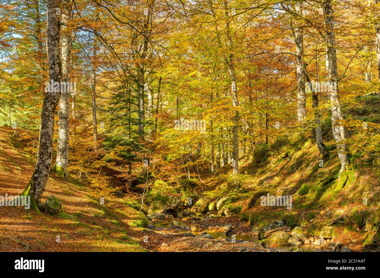 Sunlight france forest hi-res stock photography and images - Alamy