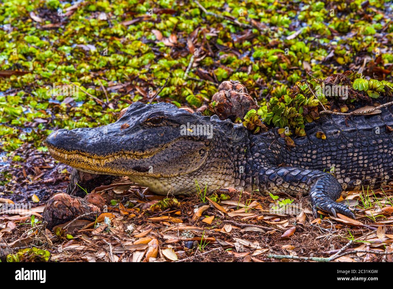 Basking alligator (Alligator mississipiensis), Jungle Gardens, Avery ...