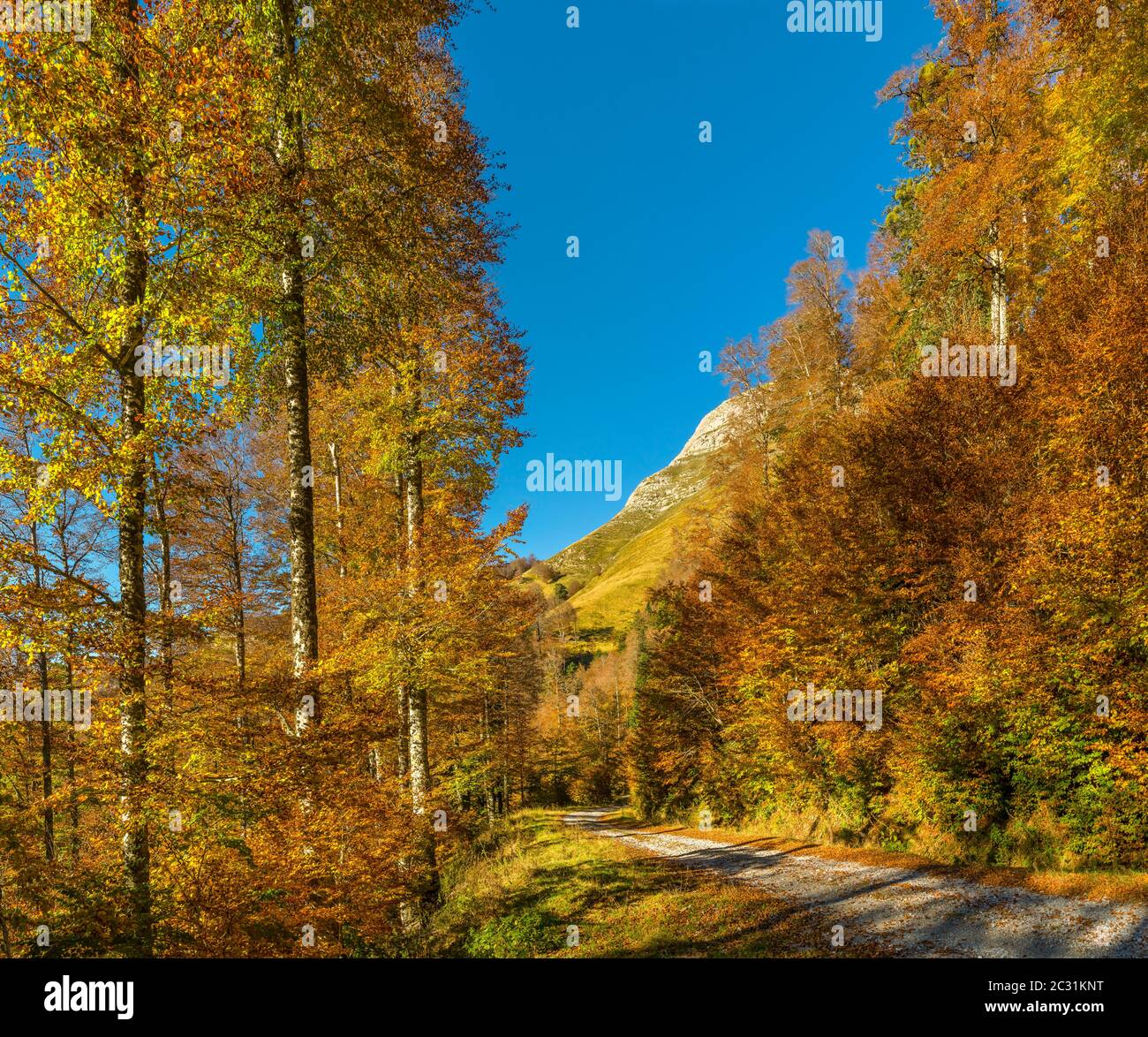 Landscape with Iraty forest, Basque Country, Pyrenees-Atlantique ...