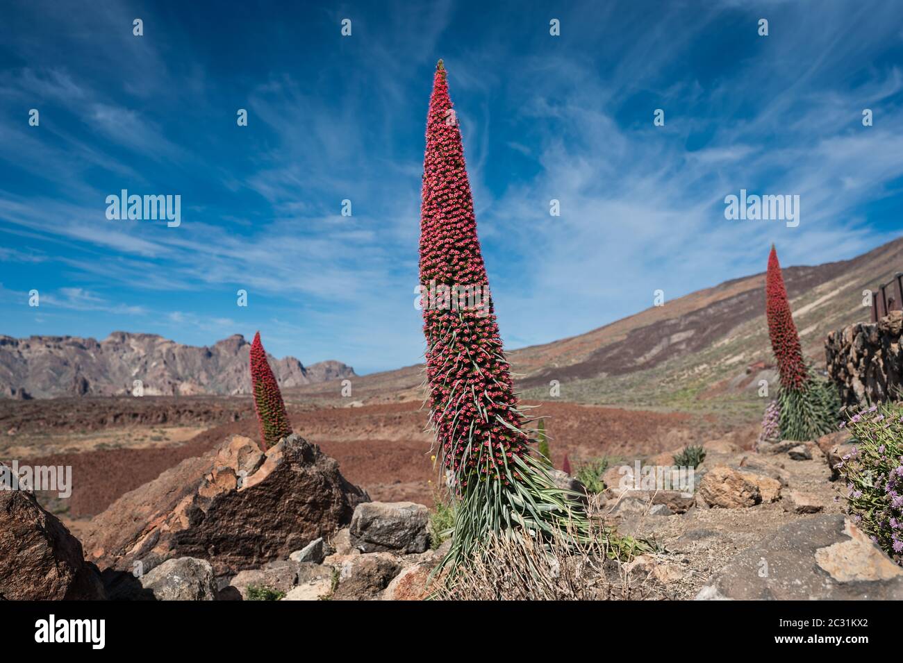 National flower of the canary islands hi-res stock photography and ...