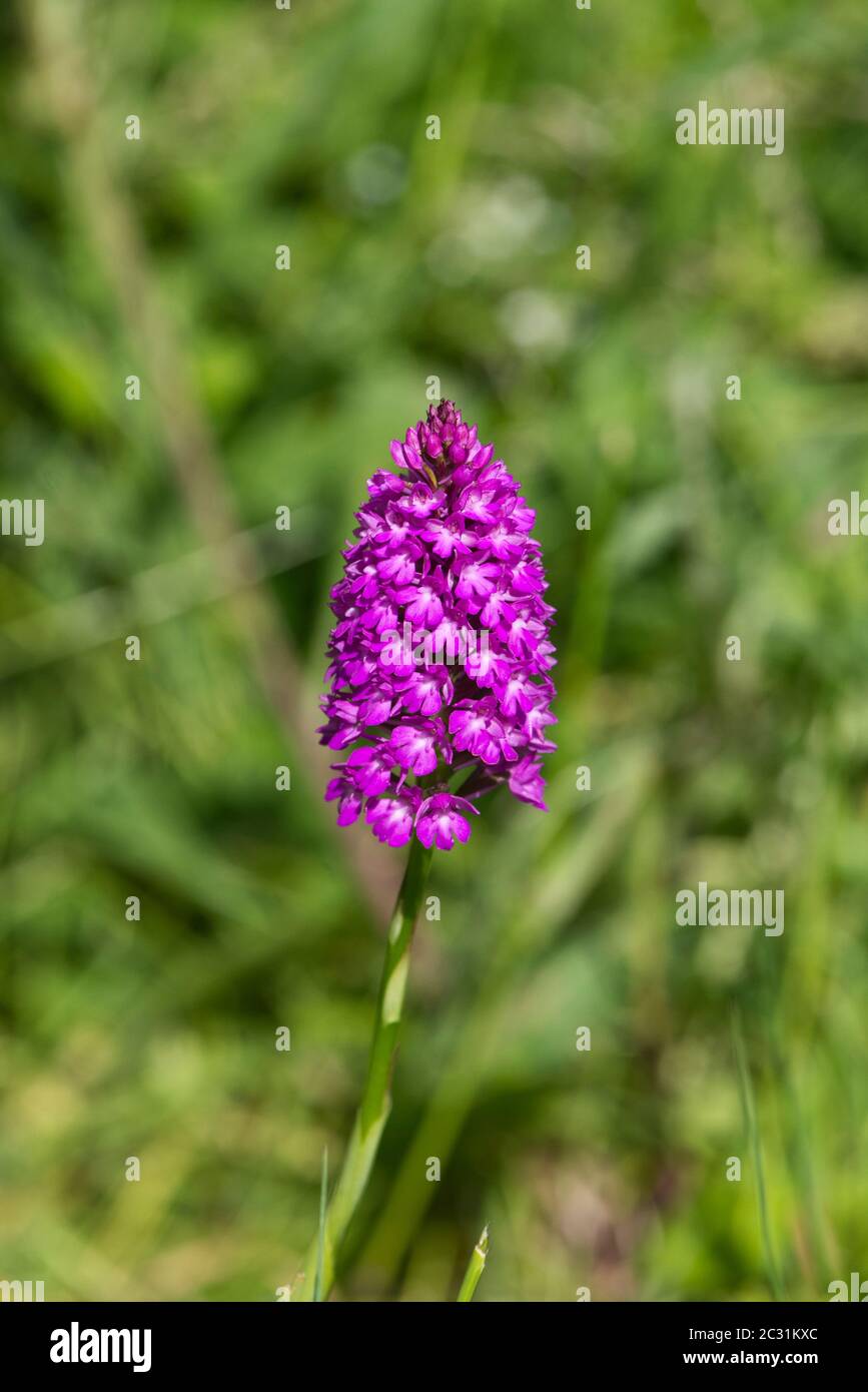 Flower head of pyramidal orchid (Anacamptis pyramidalis Stock Photo - Alamy