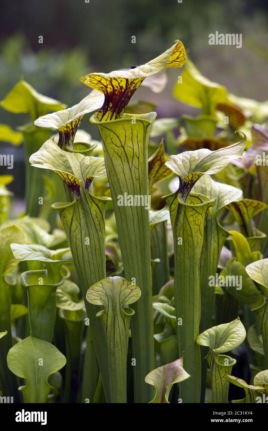 yellow pitcherplant (Sarracenia flava) in the botanical garden Stock ...