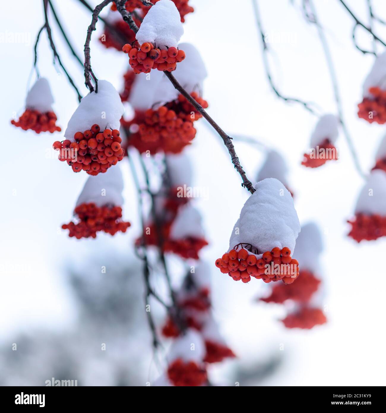 clusters of mountain ash on a branch, covered with snow Stock Photo - Alamy