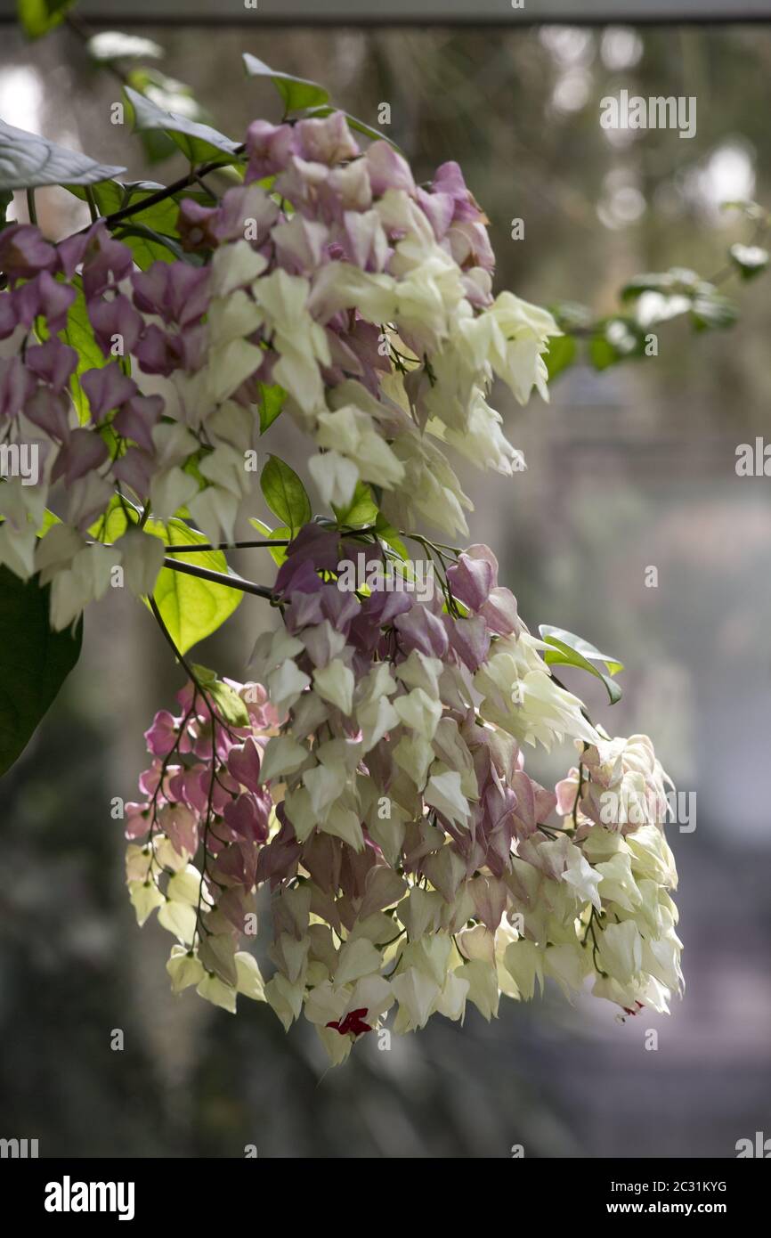 Floral bower hi-res stock photography and images - Alamy