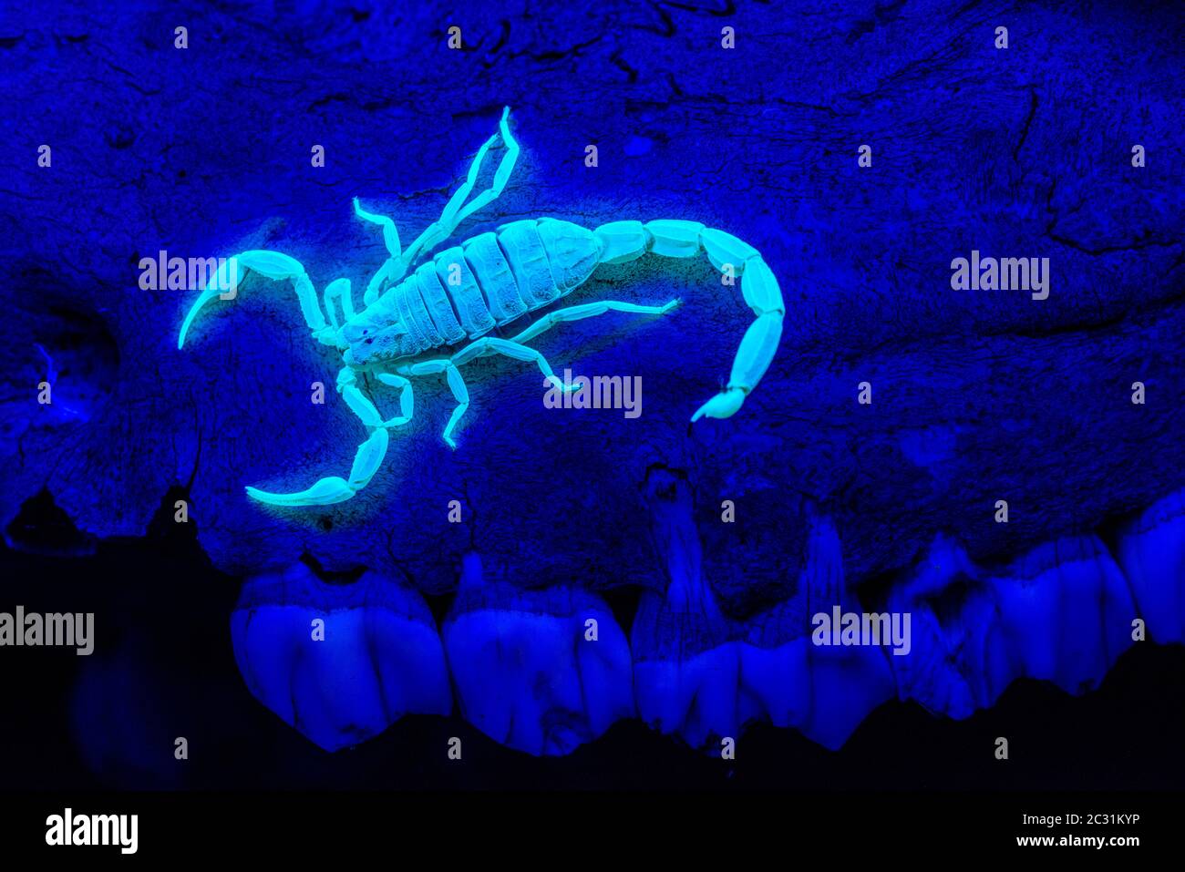 Striped bark scorpion (Centruroides vittatus) Captive photographed ...