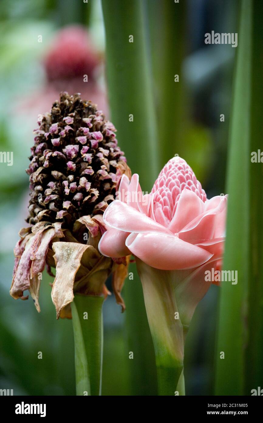 Bunga kantan hi-res stock photography and images - Alamy