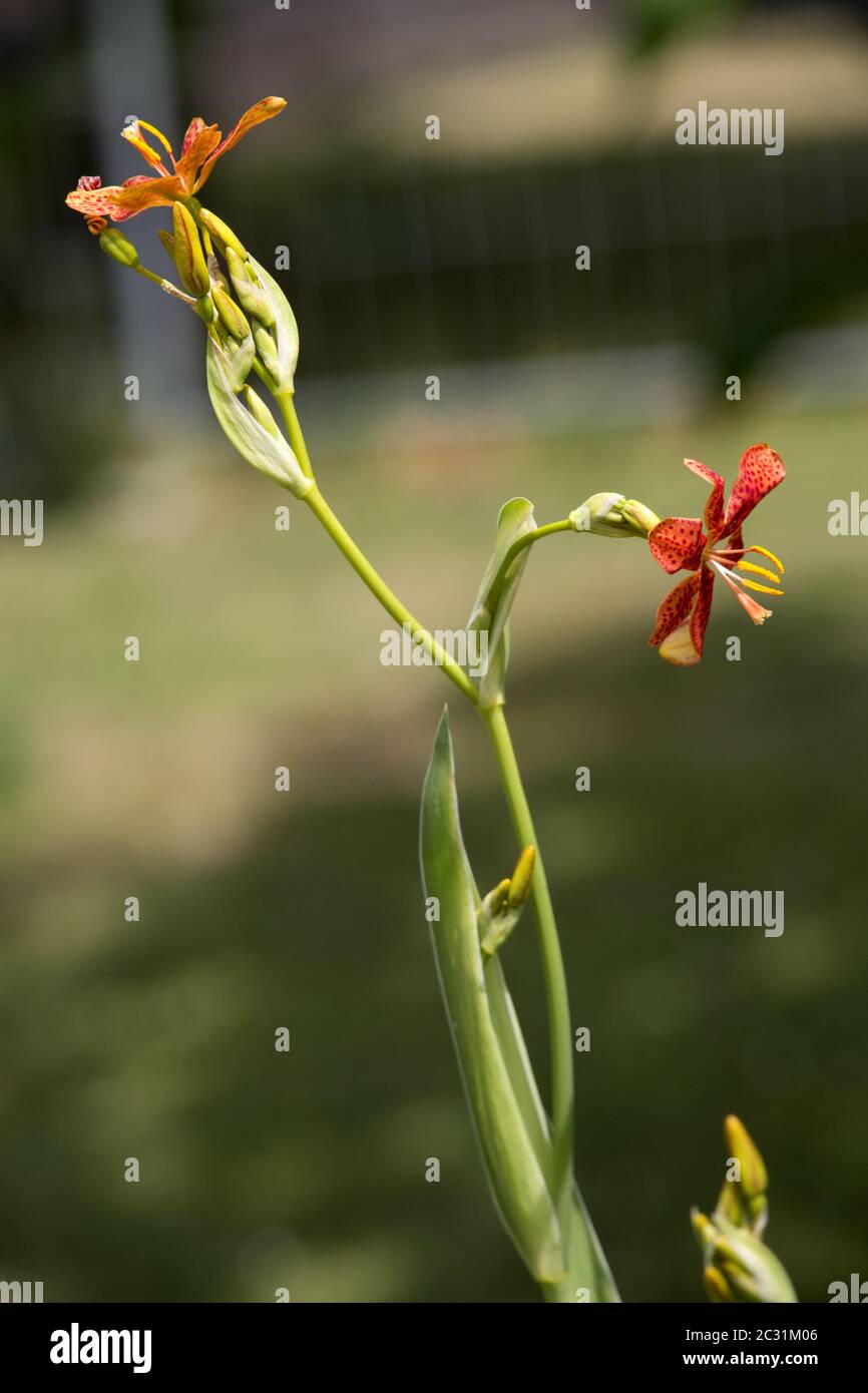 leopard lily, blackberry lily or leopard Flower (Iris domestica, Syn ...