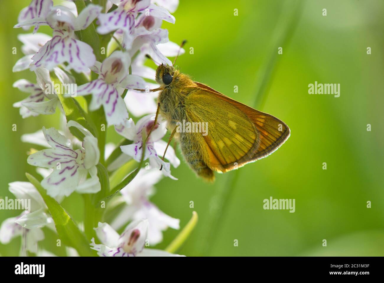 Adult butterfly hi-res stock photography and images - Alamy