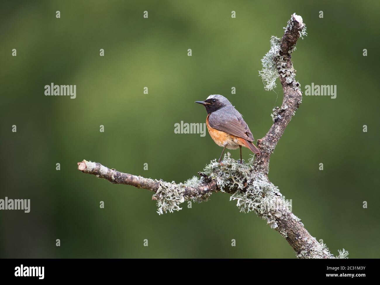 Male common redstart (Phoenicurus phoenicurus Stock Photo - Alamy
