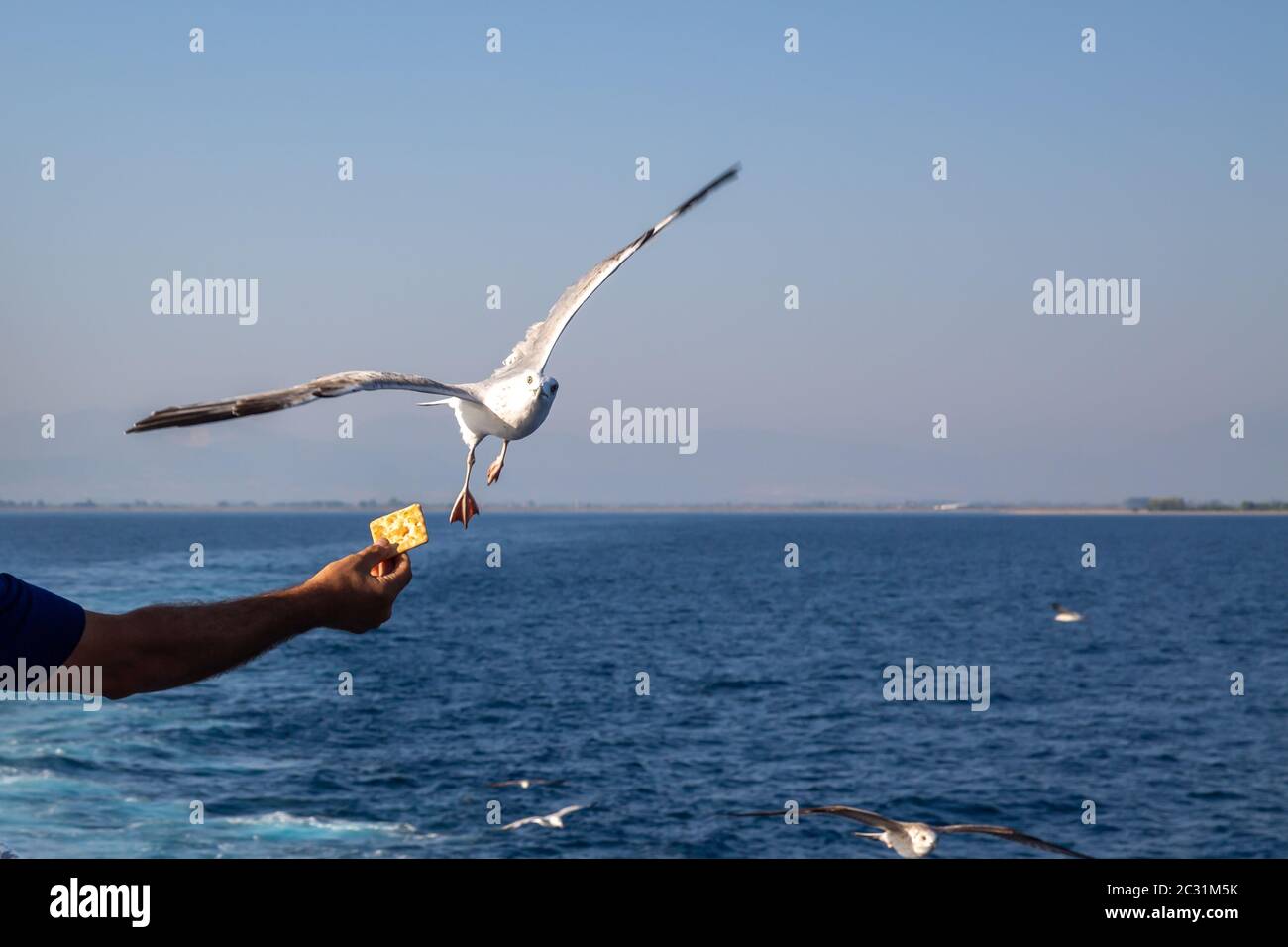 A man's arm offering food to a seagull, seagull looking at the camera ...