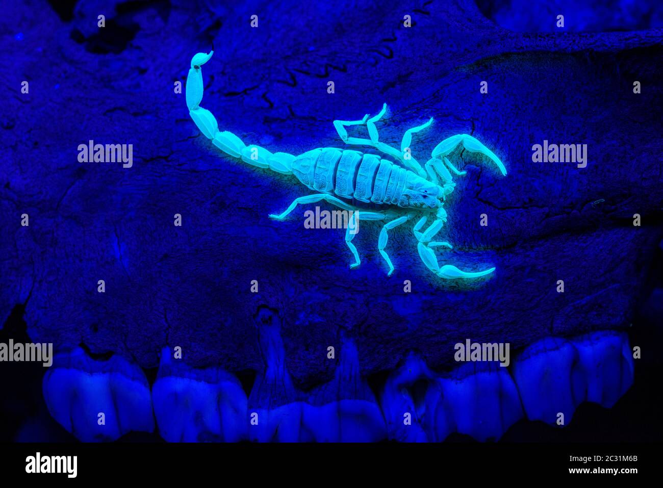 Striped bark scorpion (Centruroides vittatus) Captive photographed ...