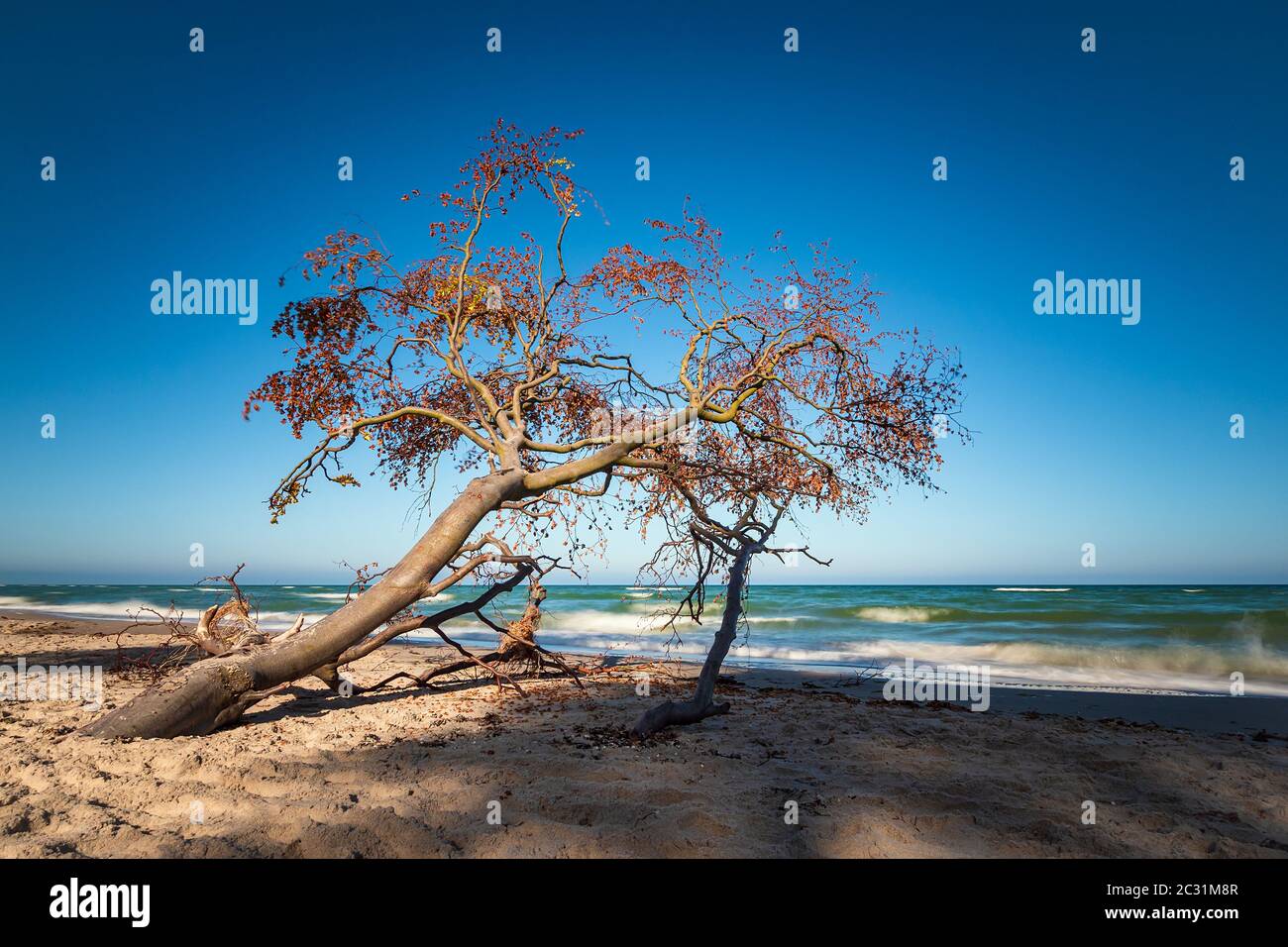 Tree trunk on shore of the Baltic Sea Stock Photo - Alamy