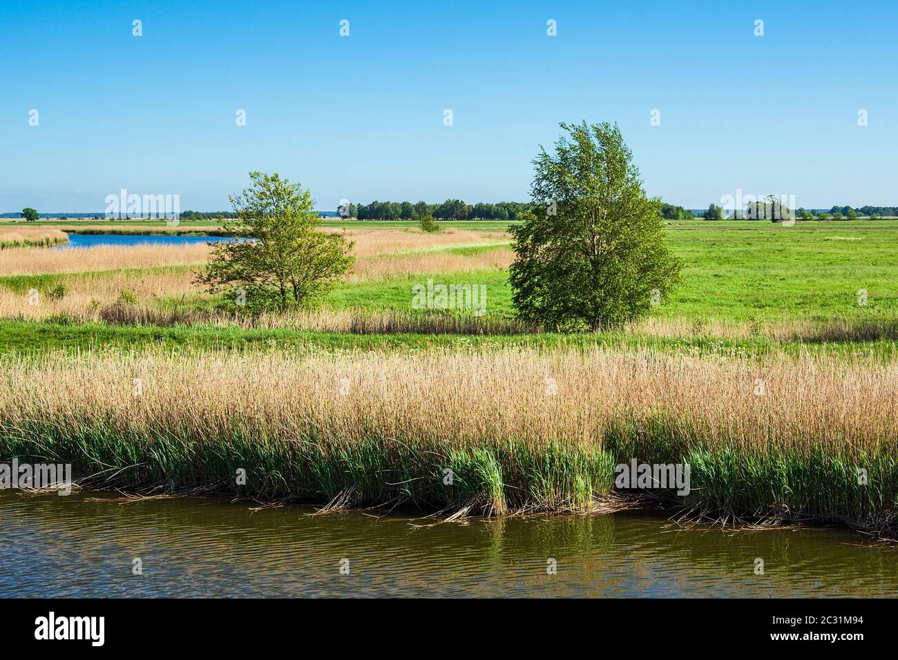 Landscape with river and trees in Prerow, Germany Stock Photo - Alamy