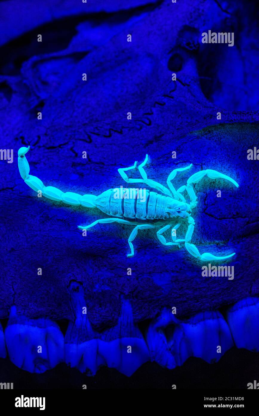 Striped bark scorpion (Centruroides vittatus) Captive photographed ...