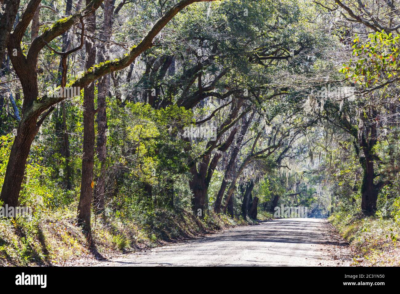 Overgrown alley way hi-res stock photography and images - Alamy