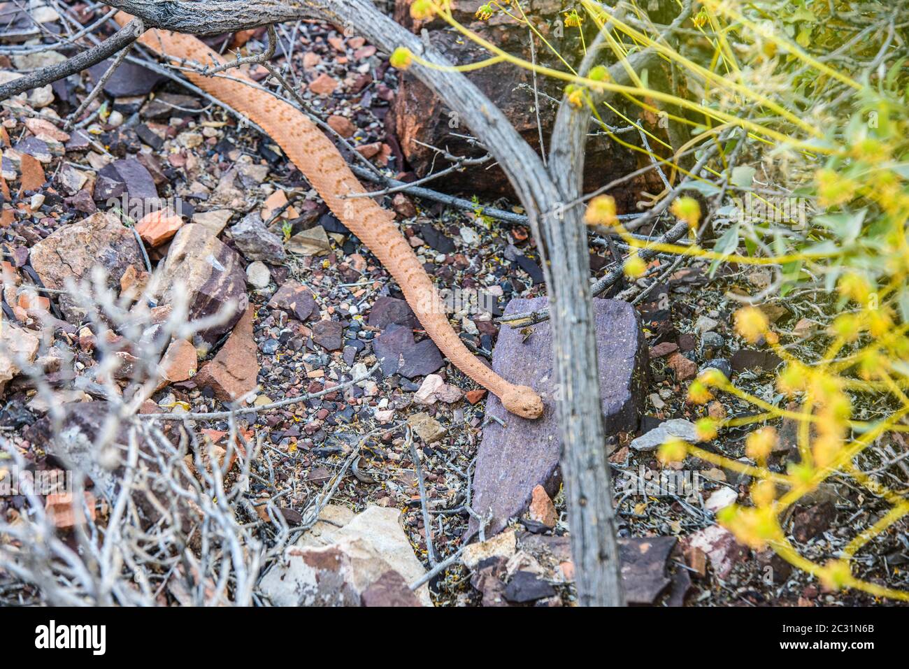 Grand Canyon rattlesnake (Crotalus organus abysus) Hunting along the ...