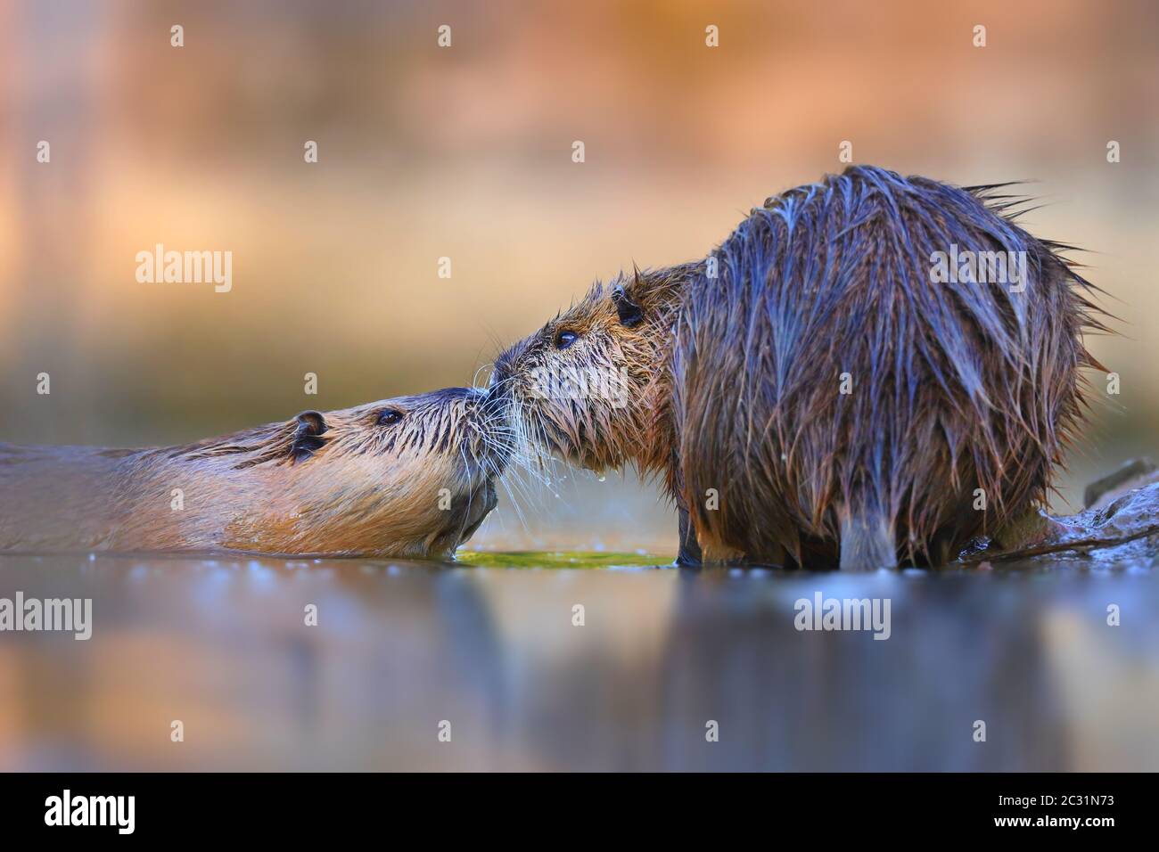 Two nutria, myocastor coypus,s touching with noses and seemingly ...