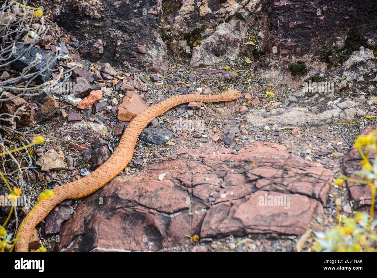 Grand Canyon rattlesnake (Crotalus organus abysus) Hunting along the ...