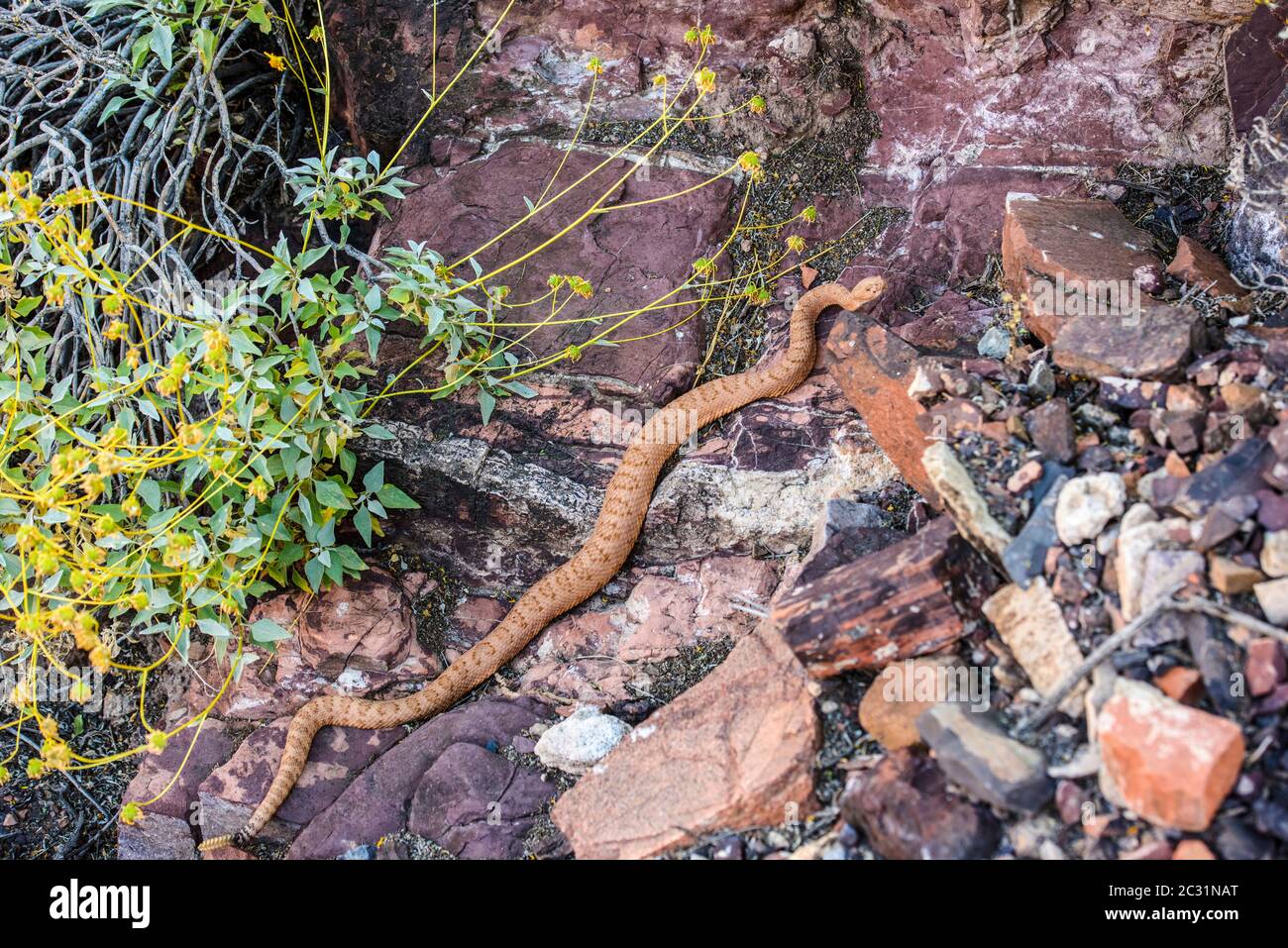 Grand Canyon rattlesnake (Crotalus organus abysus) Hunting along the ...