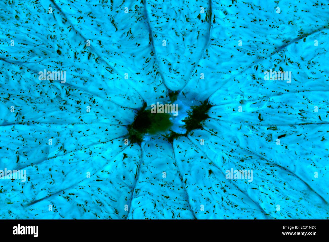 Virus under microscope. Bacteria macro in blue colors. deadly virus is ...