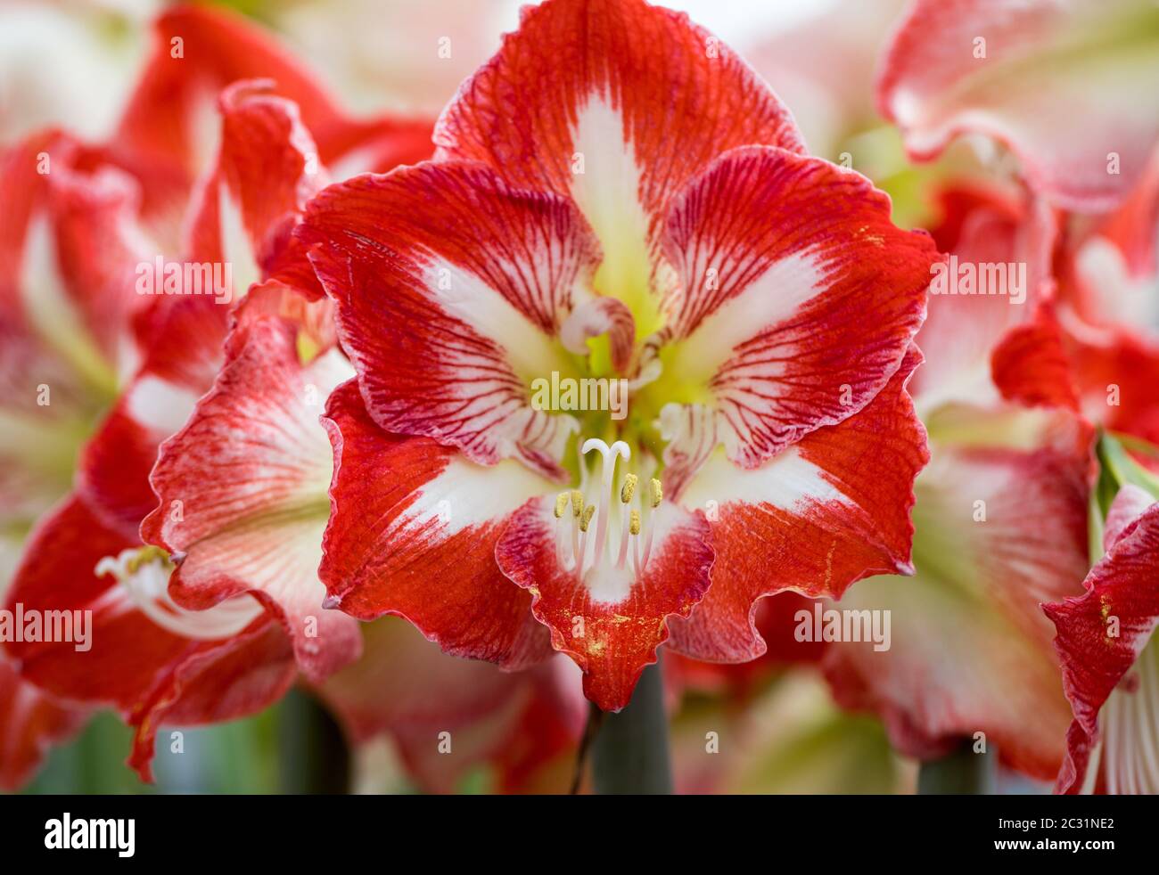 red and white amaryllis flower blooming in a natural garden Stock Photo ...