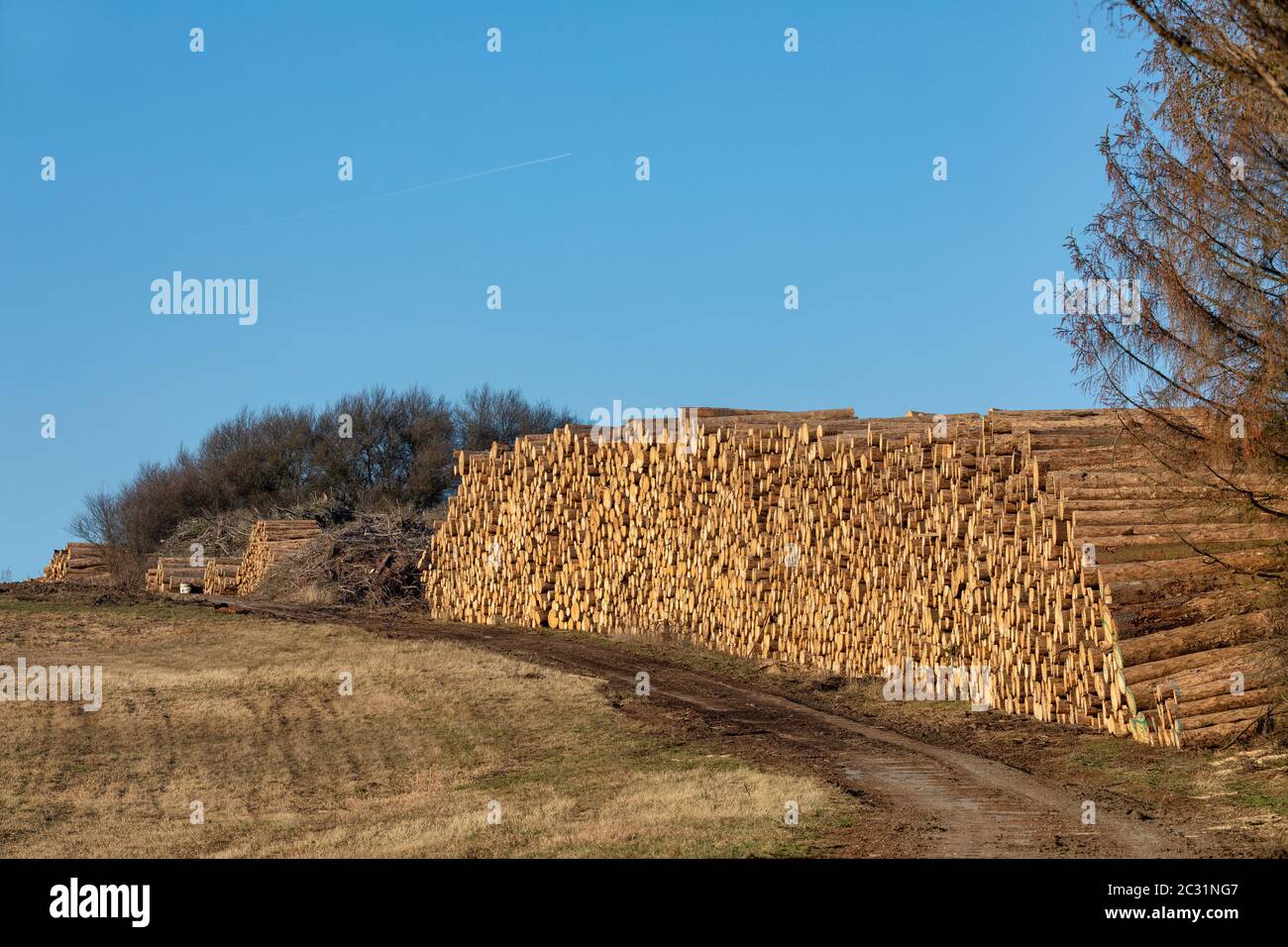 Dead wood logs hi-res stock photography and images - Alamy
