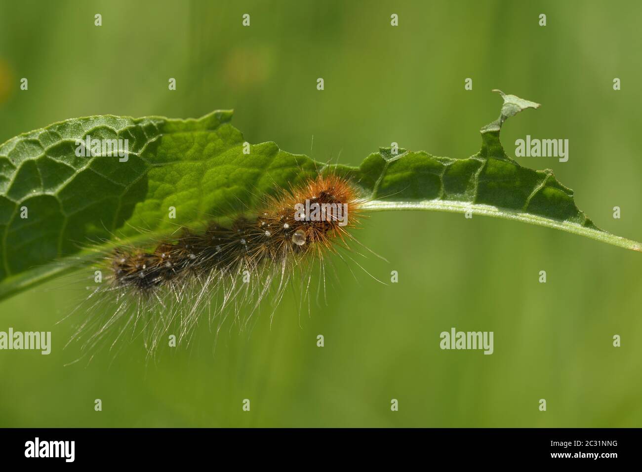 Caterpillar from Garden tiger moth Stock Photo - Alamy