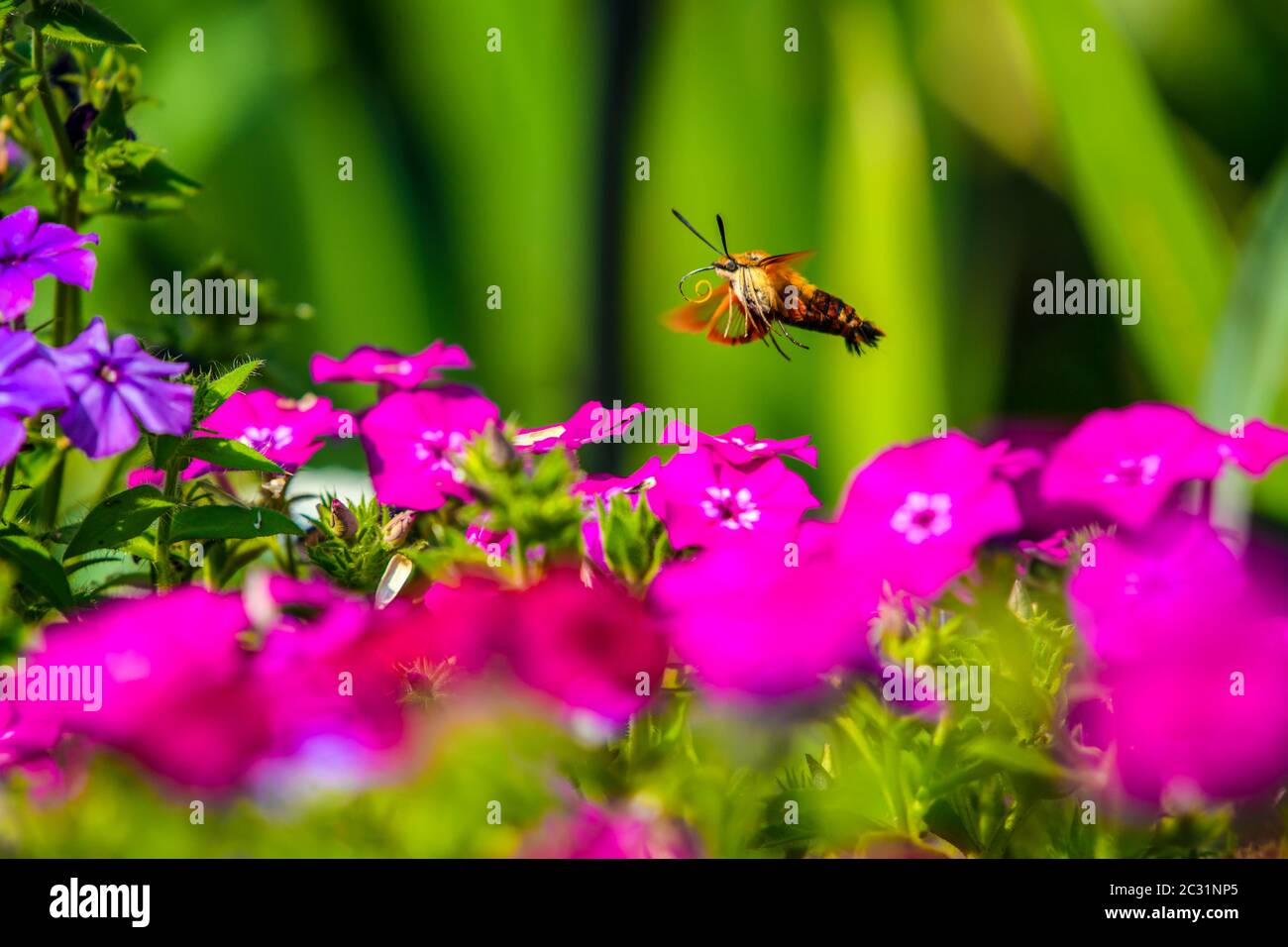 Hummingbird moth (Hemaris thysbe) Nectaring garden phlox flowers ...