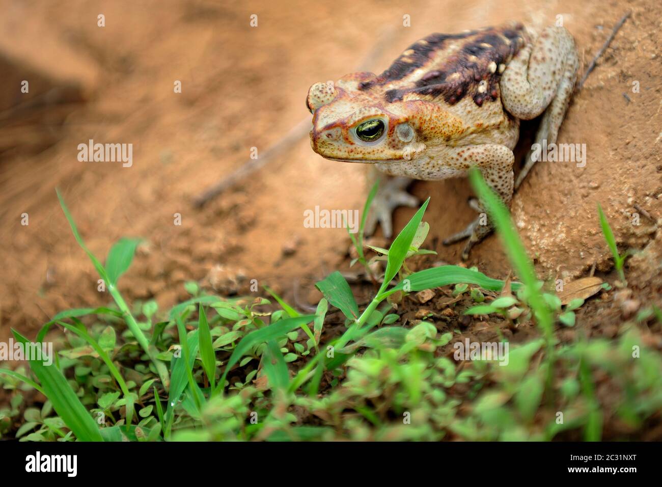 Frog standing on clay cracked ground. Cane Toad (Rhinella diptycha ...