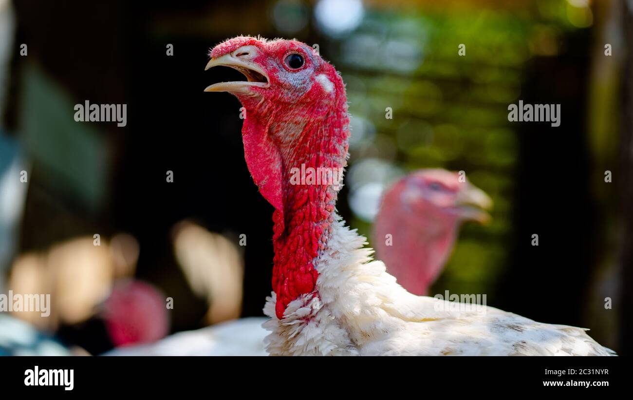White turkeys walking in the paddock. Common white Turkey looking for ...