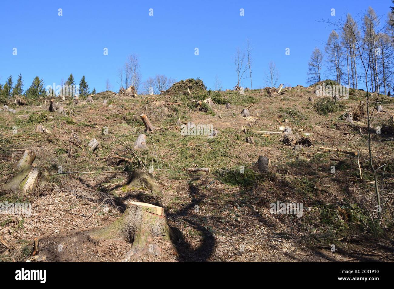 Reforestation in a forest Stock Photo - Alamy