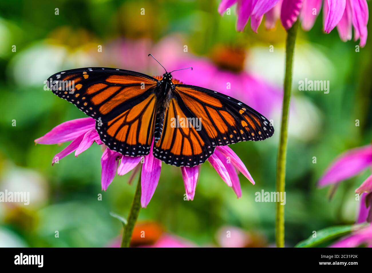 Monarch Butterfly Adaptations High Resolution Stock Photography and ...