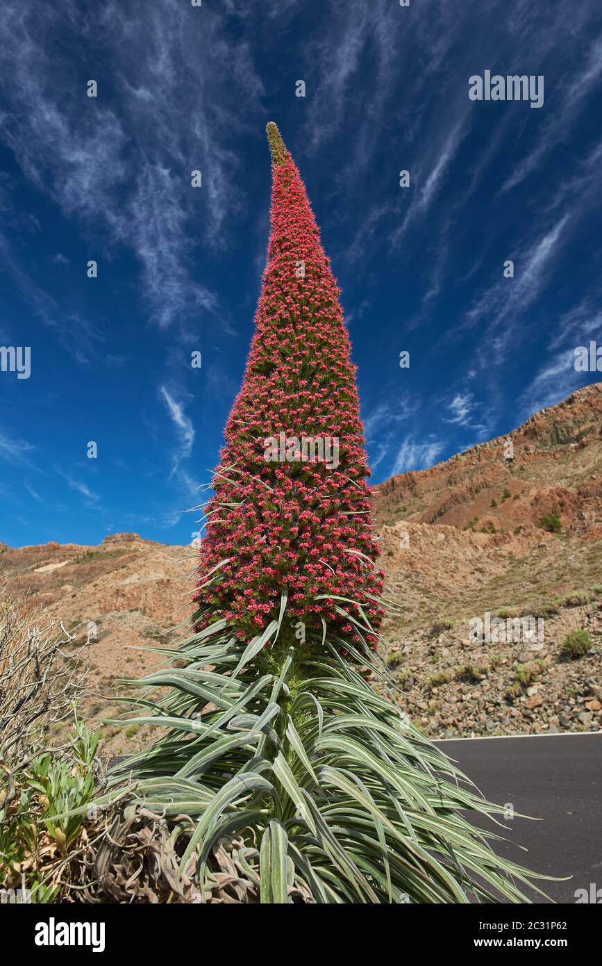 National flower of the canary islands hi-res stock photography and ...