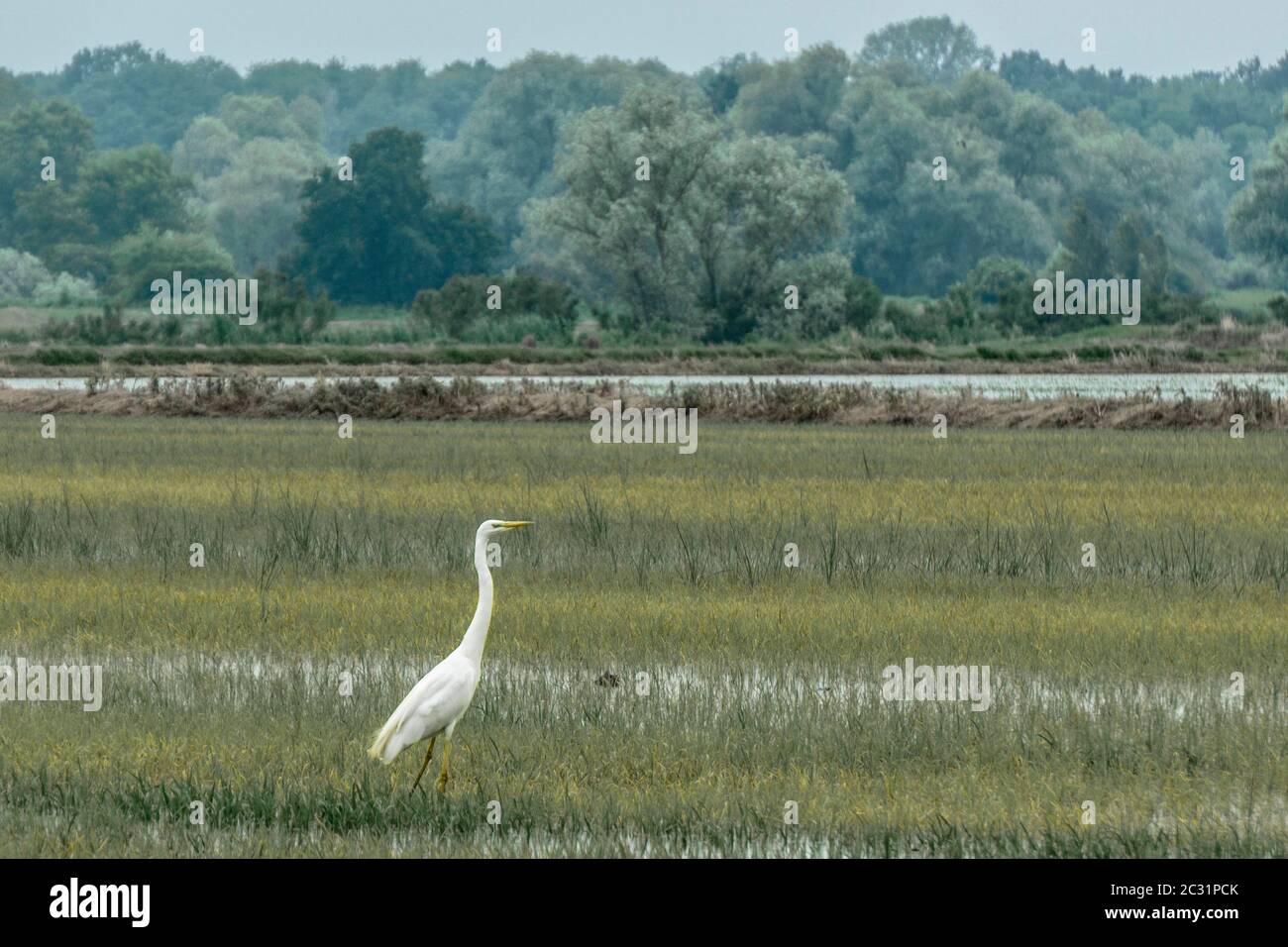 Grey heron in paddy field hi-res stock photography and images - Alamy