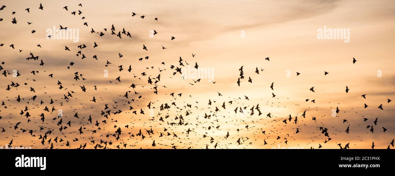Wild bird swarm hi-res stock photography and images - Alamy
