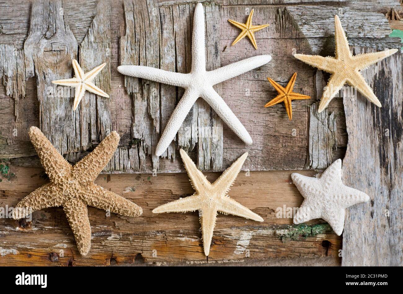 maritime still life with collection of starfish on driftwood, perfect ...