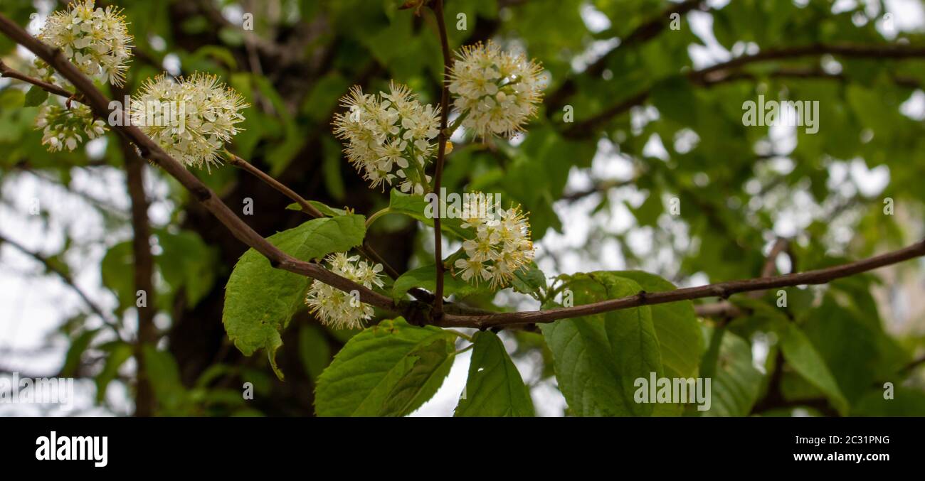 Bird Cherry Tree in Blossom. Close-up of a flowering tree Cherry maaka ...