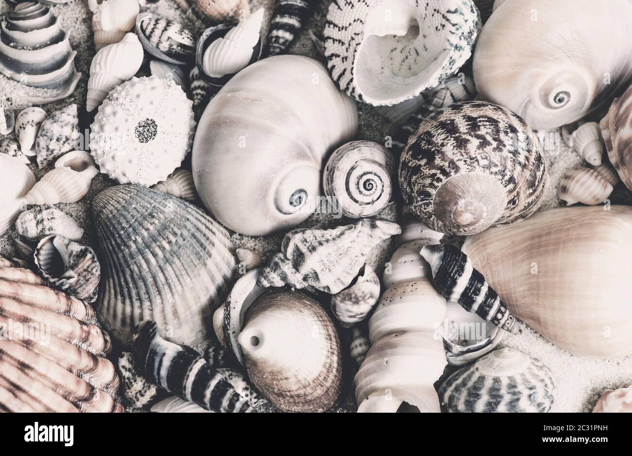 collection of many beautiful seashells in beige grey monochrome colors ...