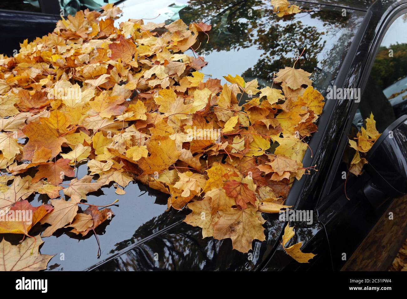 Autumn leaves cover a car Stock Photo - Alamy