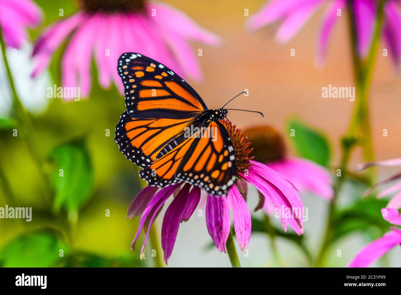 Monarch Butterfly Adaptations High Resolution Stock Photography and ...